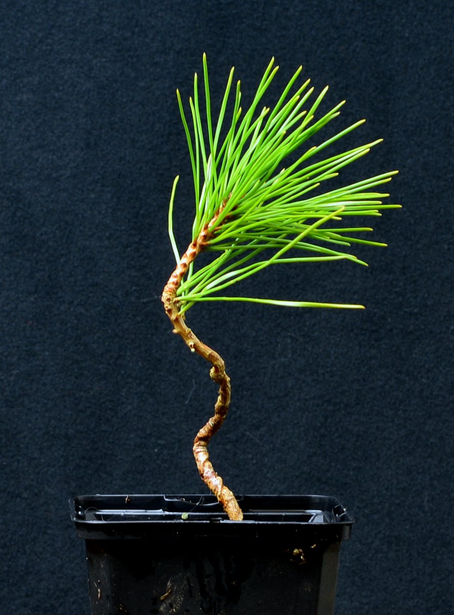 Pinus Thunbergii- Japanese Black Pine – Pin Noir du Japon | miniSatsuki Pinus Thunbergii- Japanese Black Pine – Pin Noir du Japon | miniSatsuki