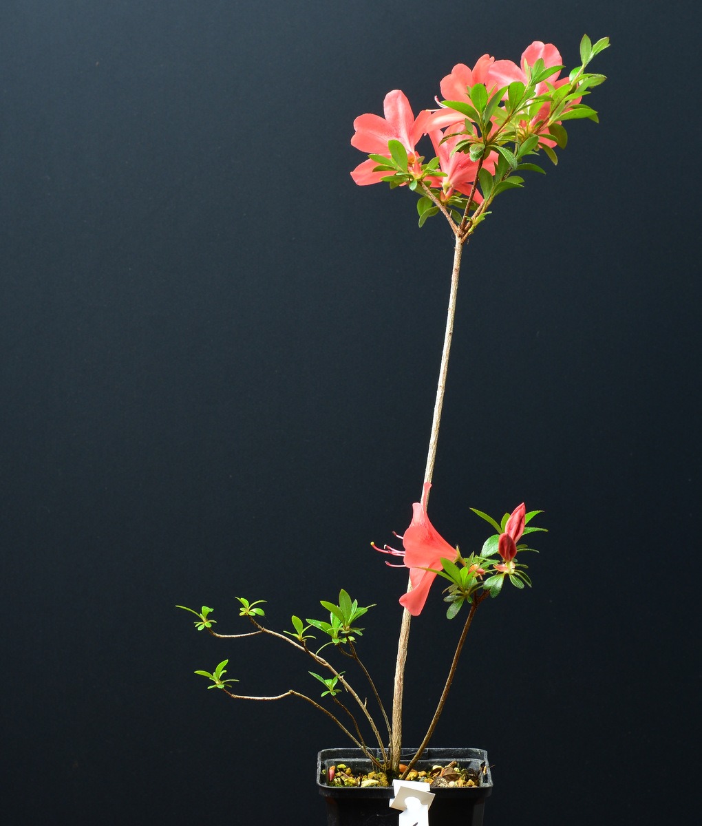 Yata No Kagami Minisatsuki