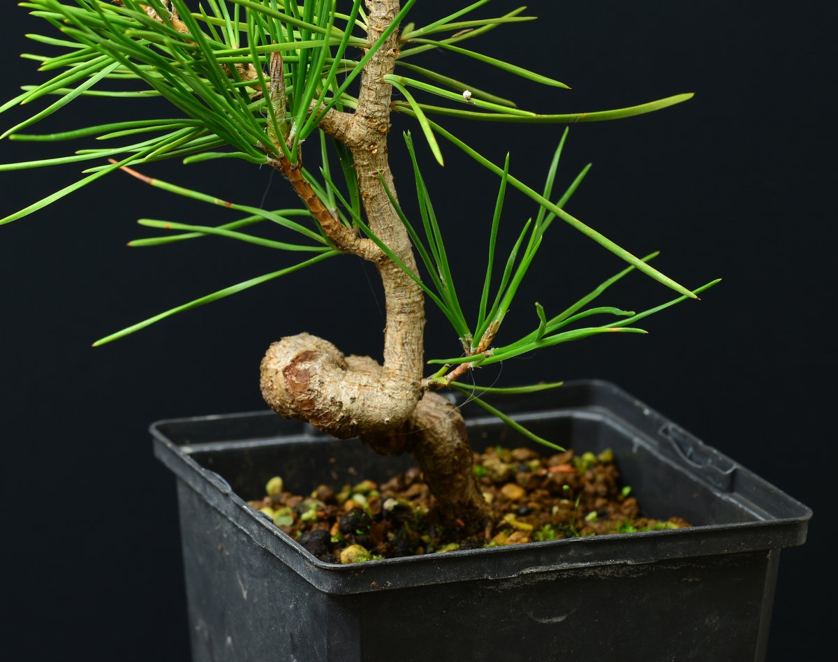 Pinus Thunbergii- Japanese Black Pine – Pin Noir du Japon | miniSatsuki Pinus Thunbergii- Japanese Black Pine – Pin Noir du Japon | miniSatsuki