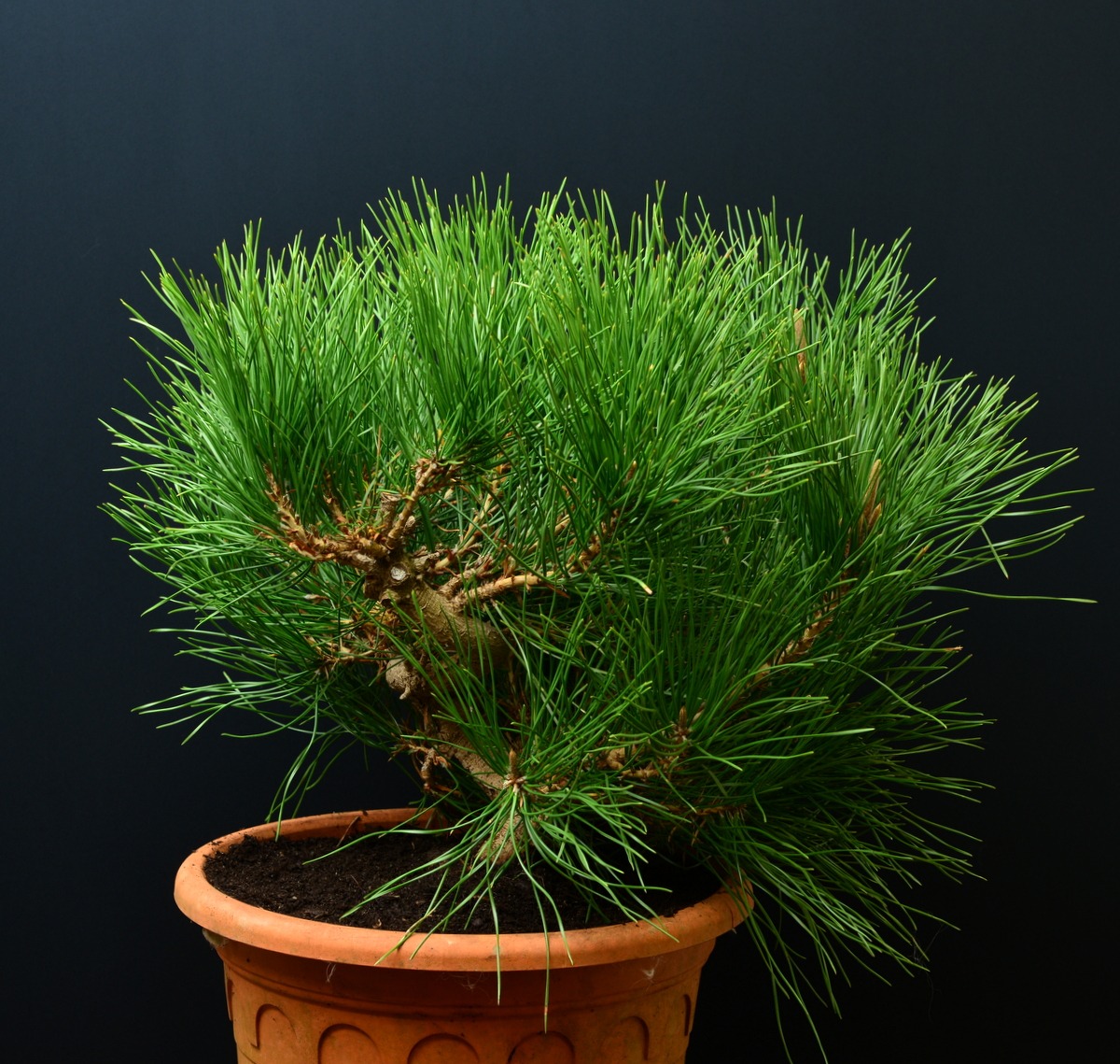 Pinus Thunbergii- Japanese Black Pine – Pin Noir du Japon | miniSatsuki Pinus Thunbergii- Japanese Black Pine – Pin Noir du Japon | miniSatsuki