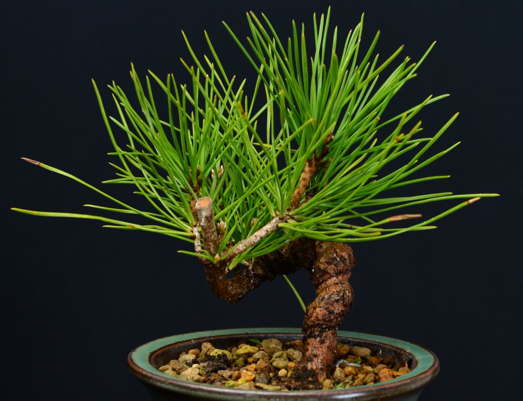 Pinus Thunbergii- Japanese Black Pine – Pin Noir du Japon | miniSatsuki Pinus Thunbergii- Japanese Black Pine – Pin Noir du Japon | miniSatsuki
